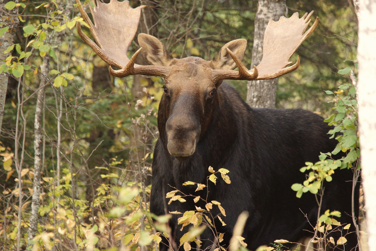 Moose Hunting - Good Time Outfitters - Northern Ontario
